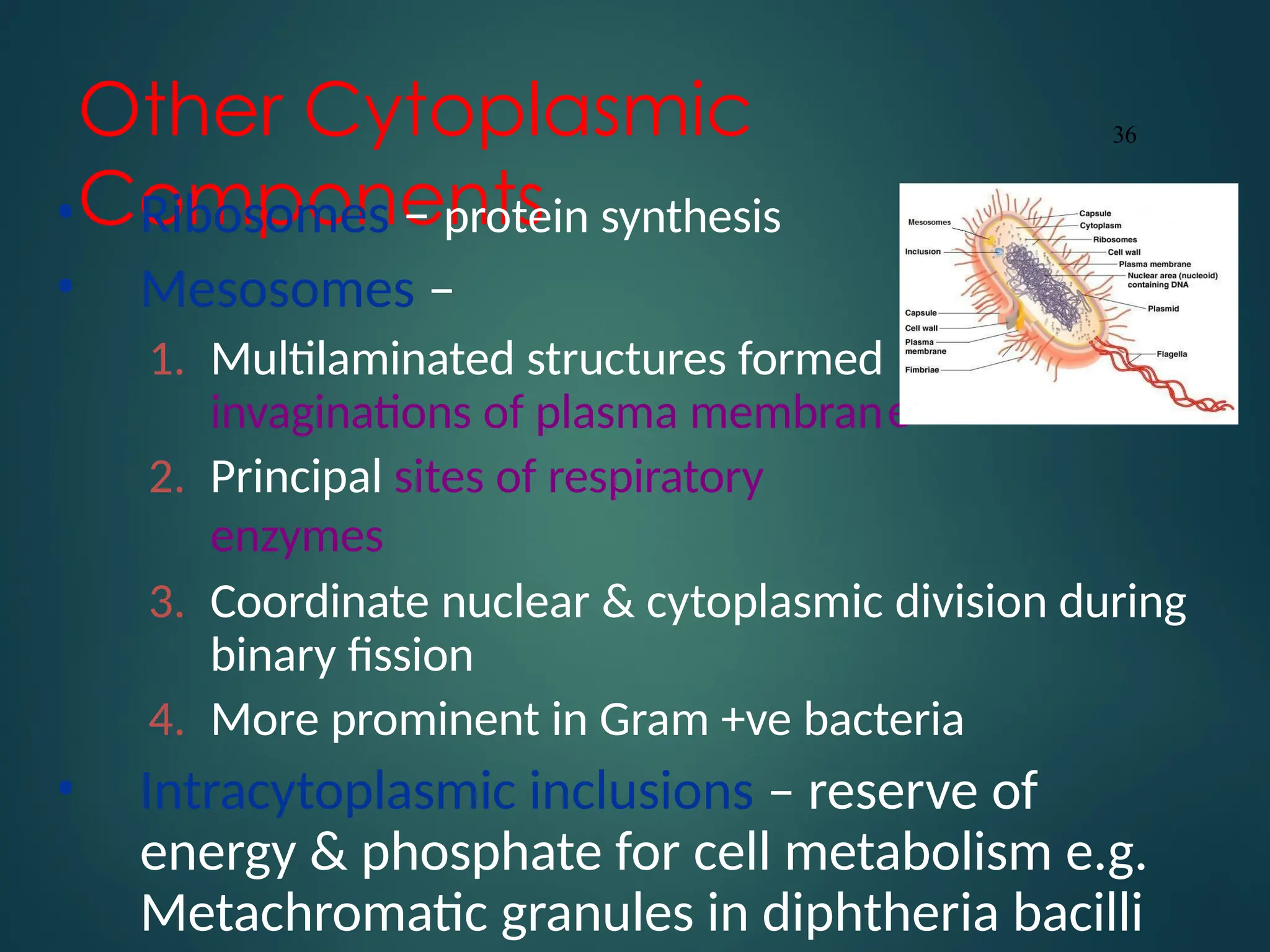 Lec 2,3 Micro.pptx microbioooooooooology | PPT