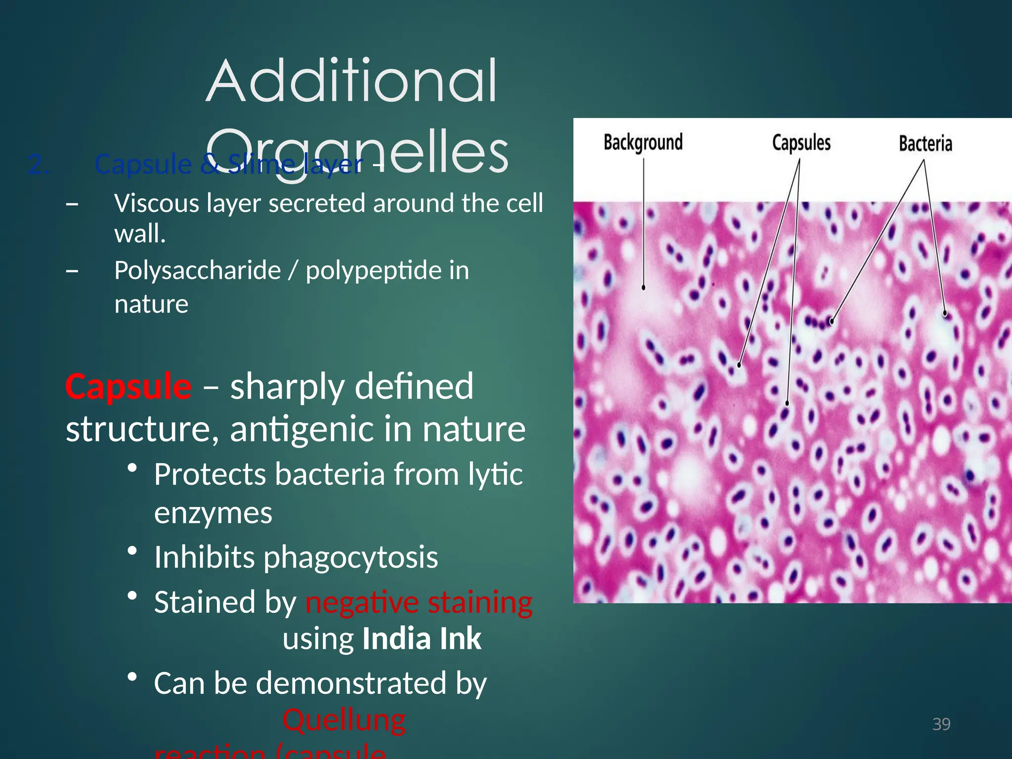 Lec 2,3 Micro.pptx microbioooooooooology | PPT