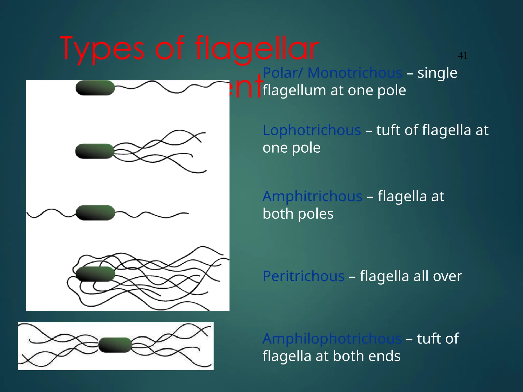 Lec 2,3 Micro.pptx microbioooooooooology | PPT