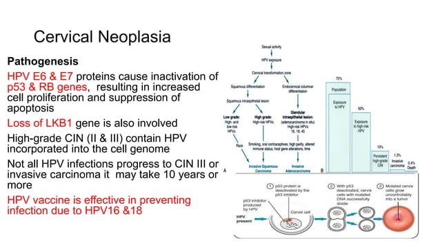 Lec 24 24 female reproductive system pathology | PPTX