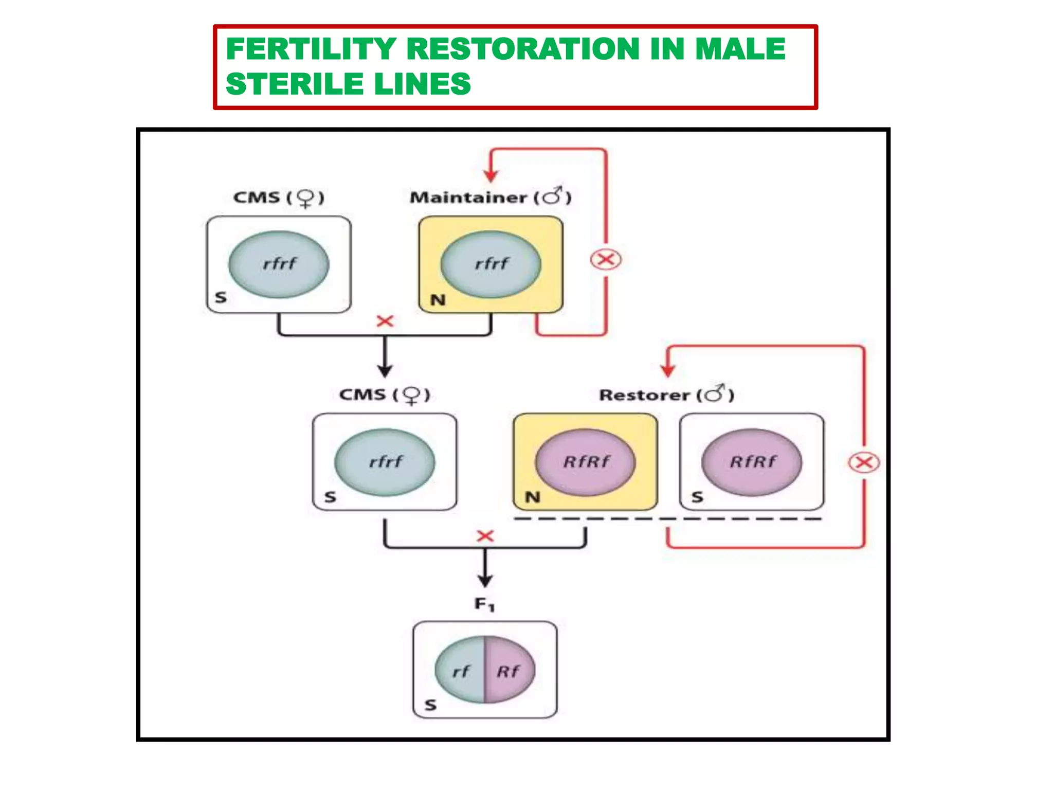 FERTILITY RESTORATION IN MALE STERILE LINES AND RESTORER ...