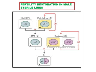 FERTILITY RESTORATION IN MALE STERILE LINES AND RESTORER ...