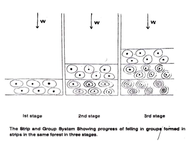 Lec 24 – SHELTERWOOD STRIP SYSTEM.pptx
