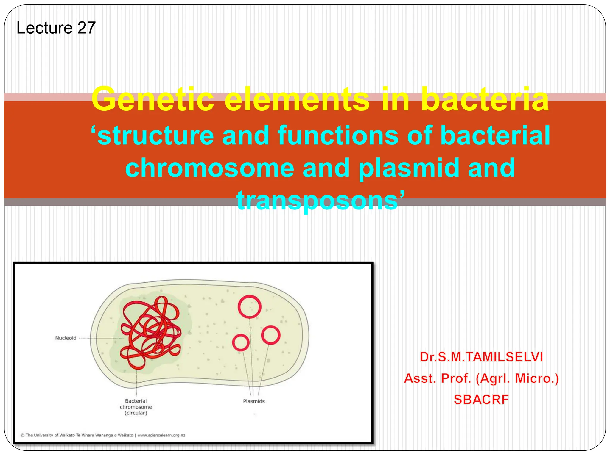 Genetic elements of bacteria - Structures and functions of bacteria chromosomes and plasmid.pptx