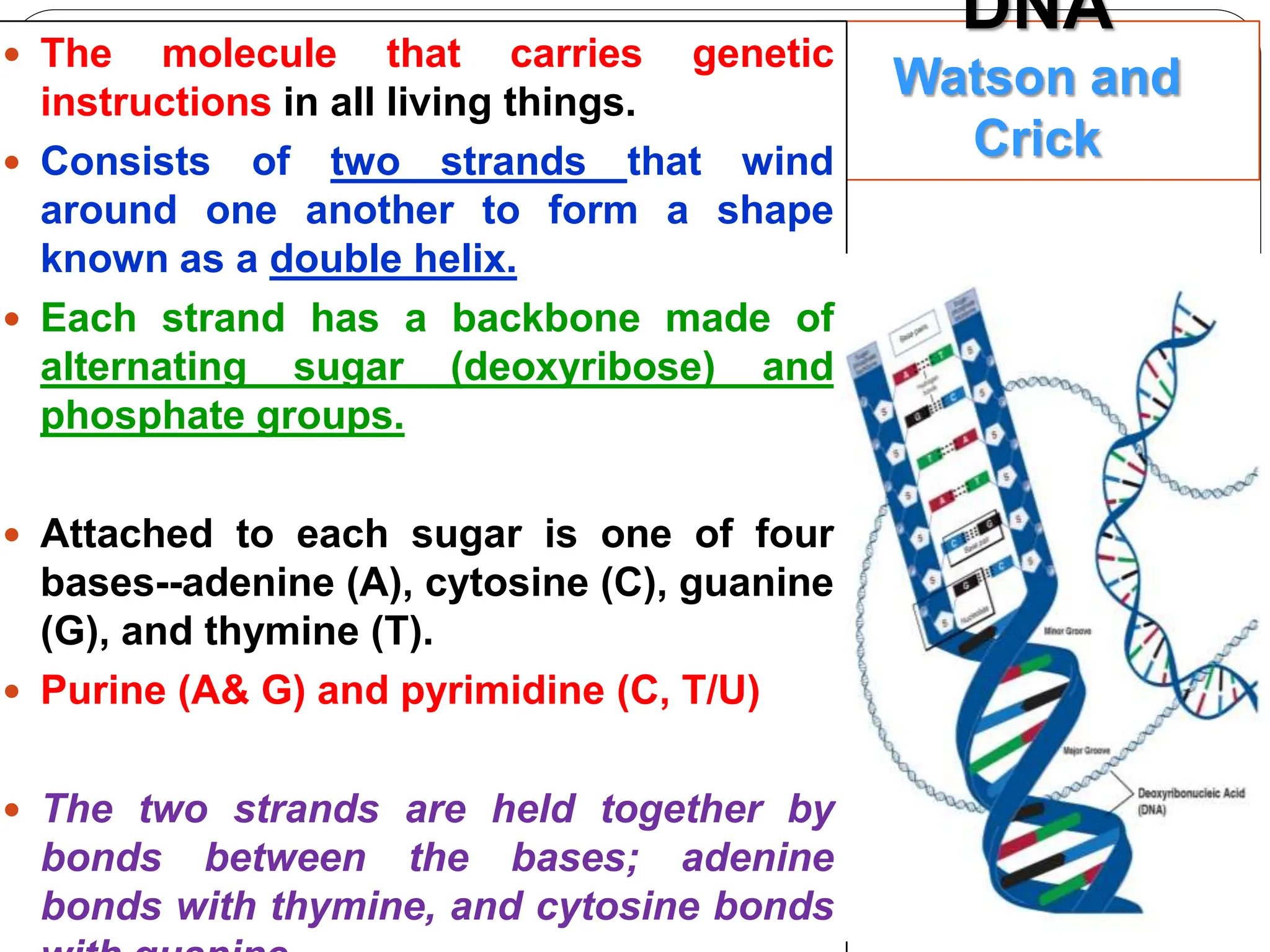 Genetic elements of bacteria - Structures and functions of bacteria ...