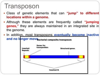 Genetic elements of bacteria - Structures and functions of bacteria ...