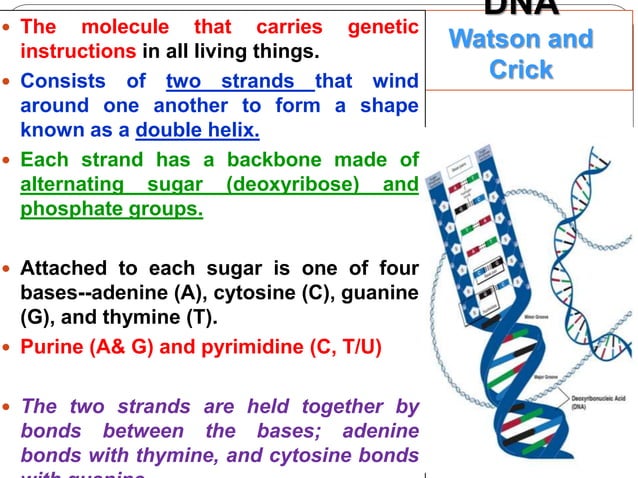 Genetic elements of bacteria - Structures and functions of bacteria ...