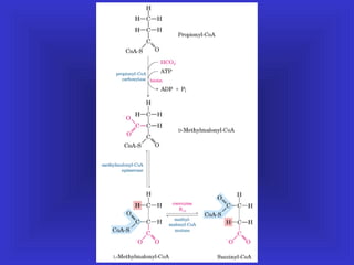 fatty acid breakdown | PPT