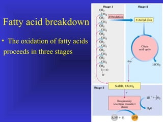 fatty acid breakdown | PPT