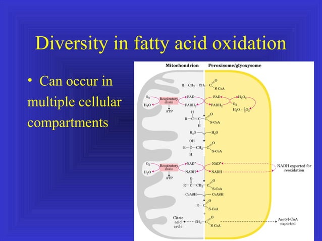 fatty acid breakdown | PPT