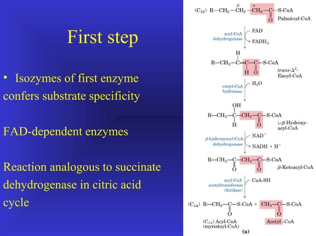 fatty acid breakdown | PPT