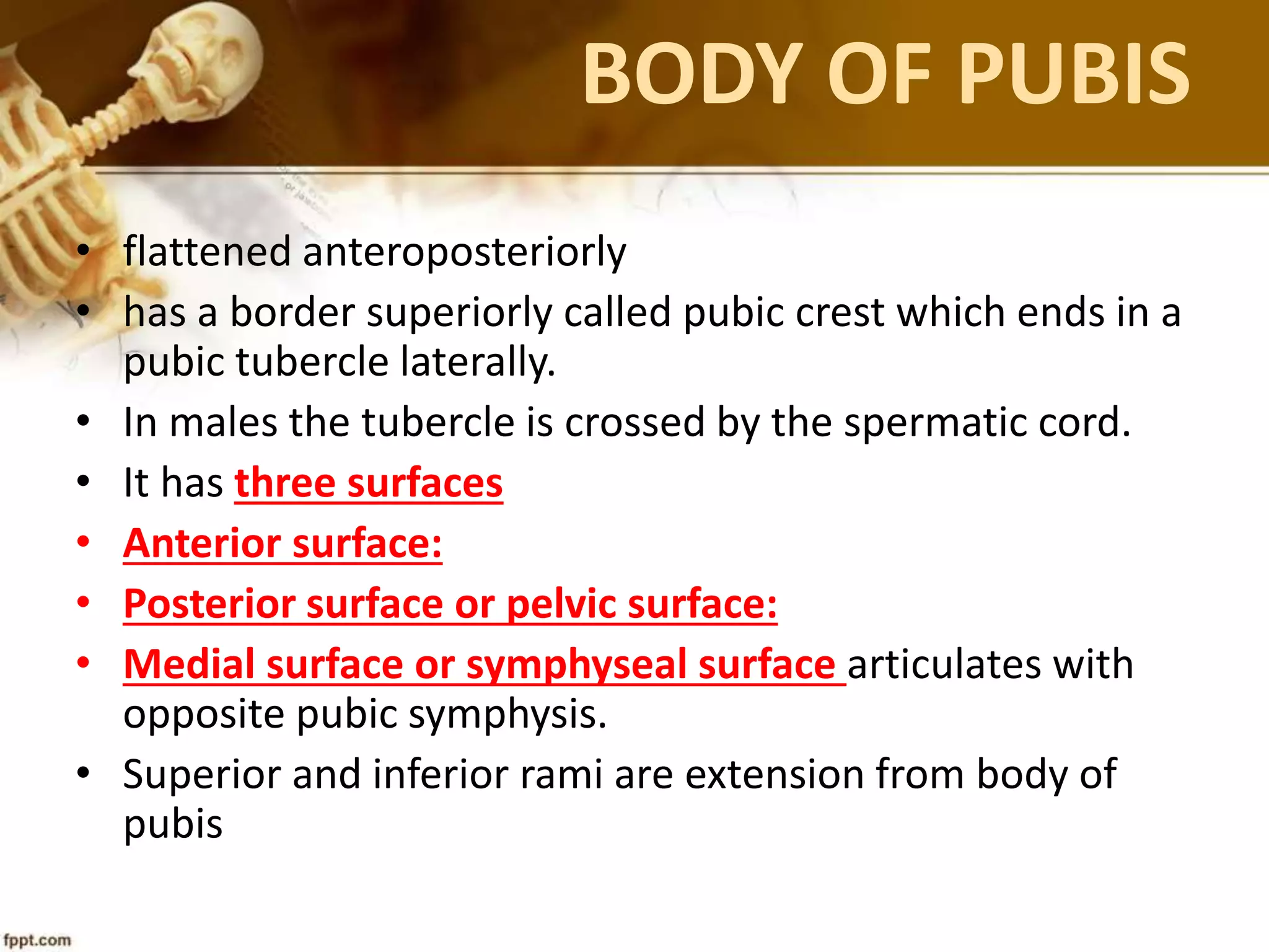 Lec 2 anatomy | PPTX