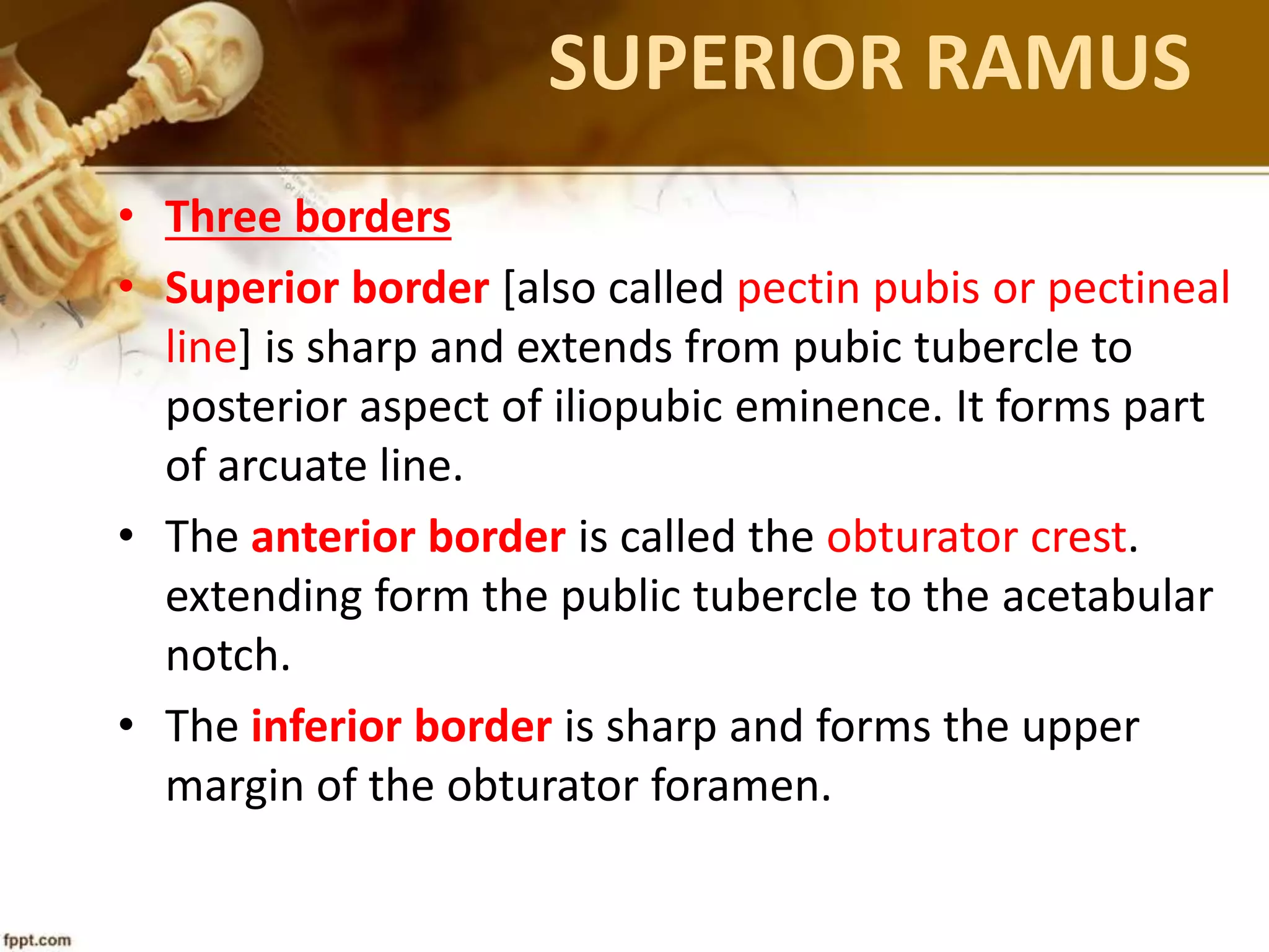 Lec 2 anatomy | PPTX