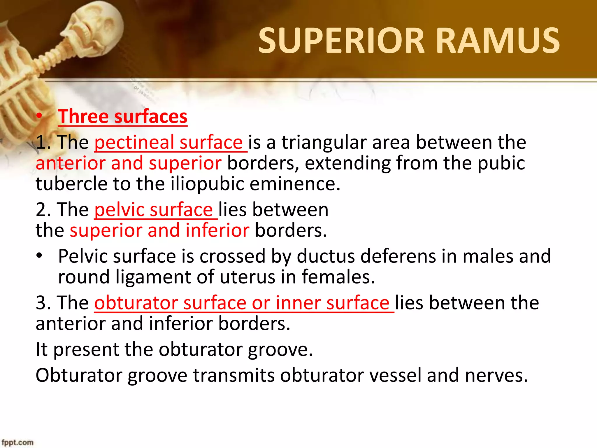 Lec 2 anatomy | PPTX