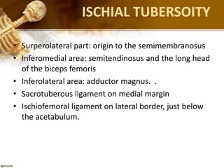 Lec 2 anatomy | PPT