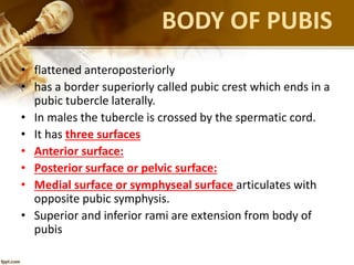 Lec 2 anatomy | PPT