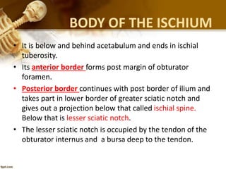 Lec 2 anatomy | PPT