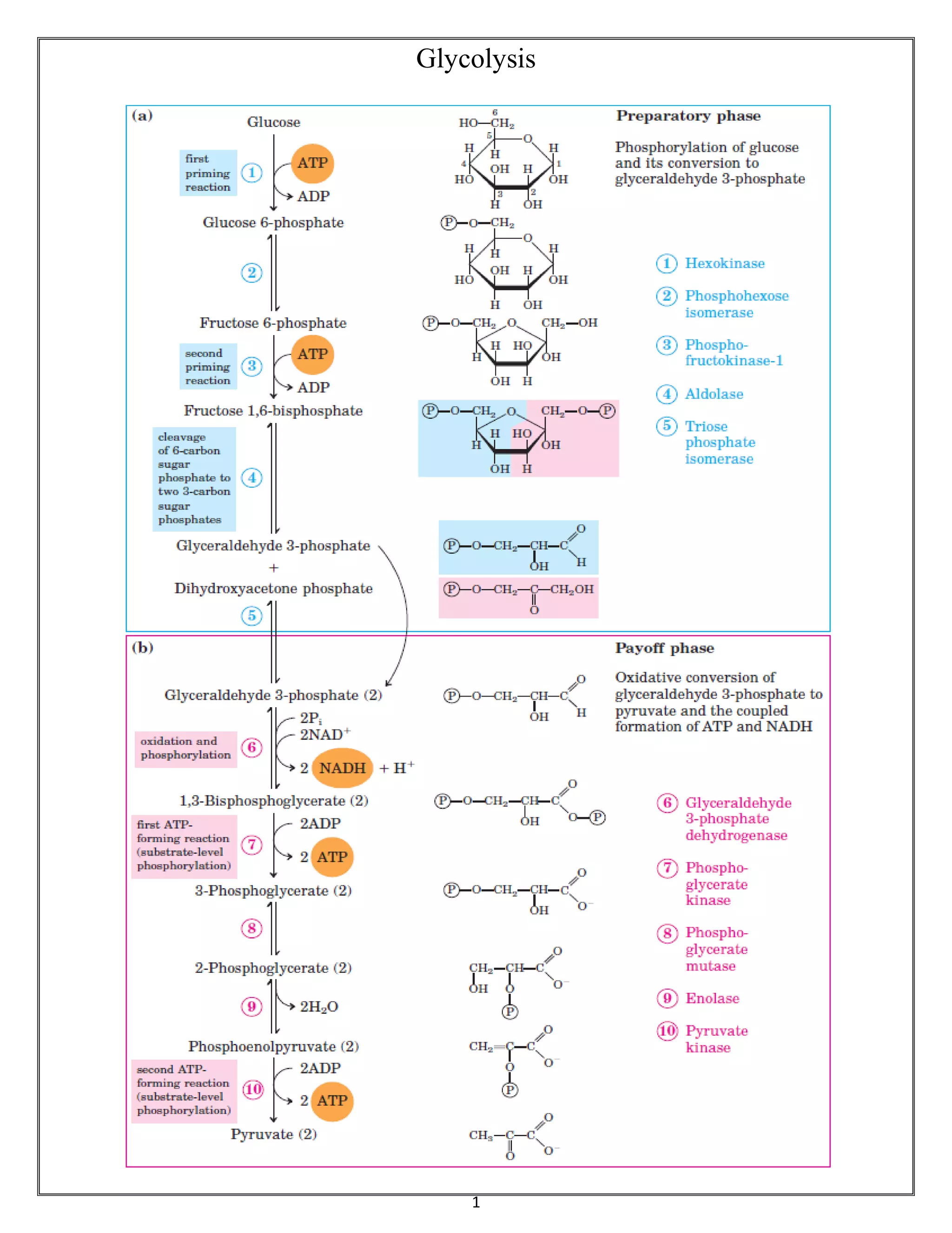 Glycolysis and Gluconeogenesis and PFK-2/FBPase-2 enzyme and Pentose ...