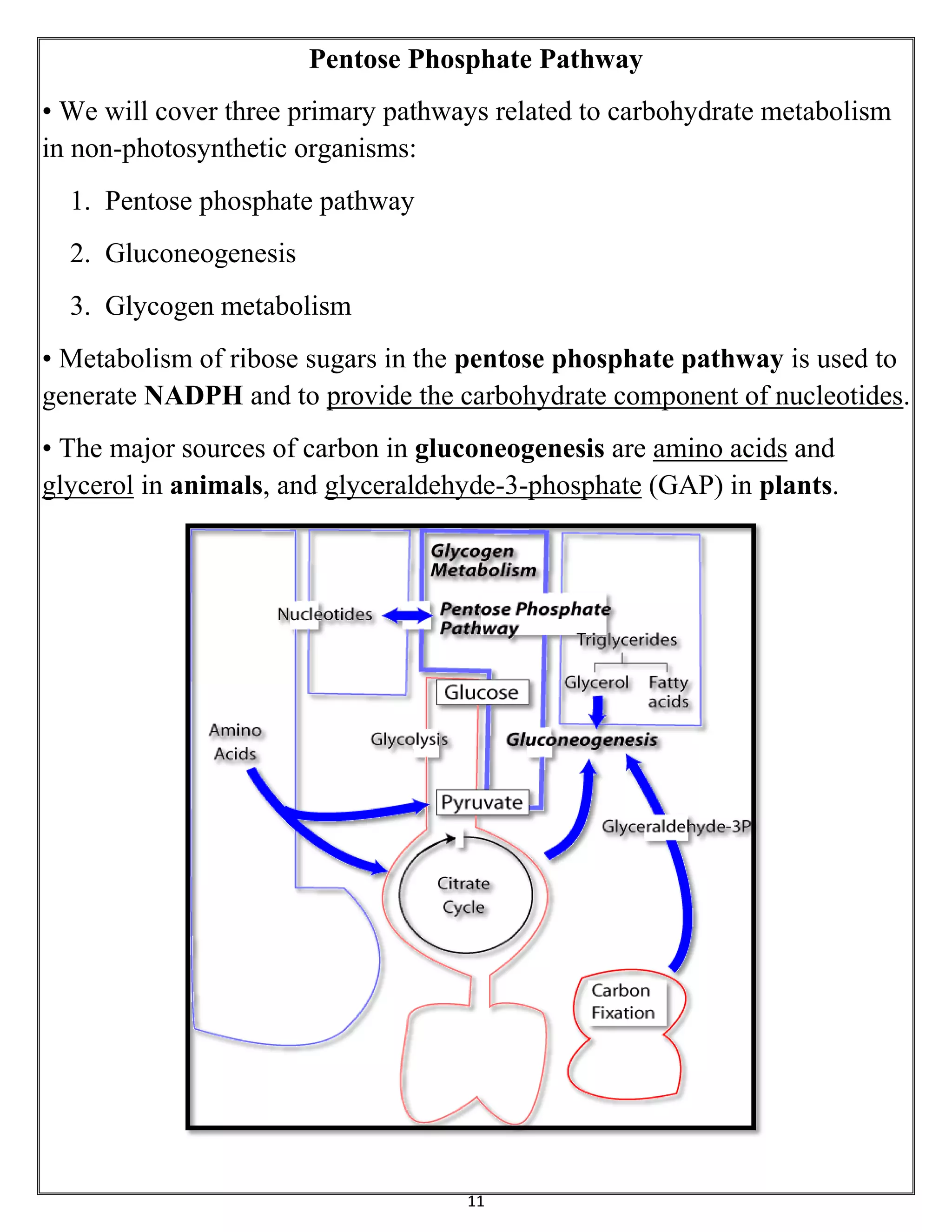Glycolysis and Gluconeogenesis and PFK-2/FBPase-2 enzyme and Pentose ...