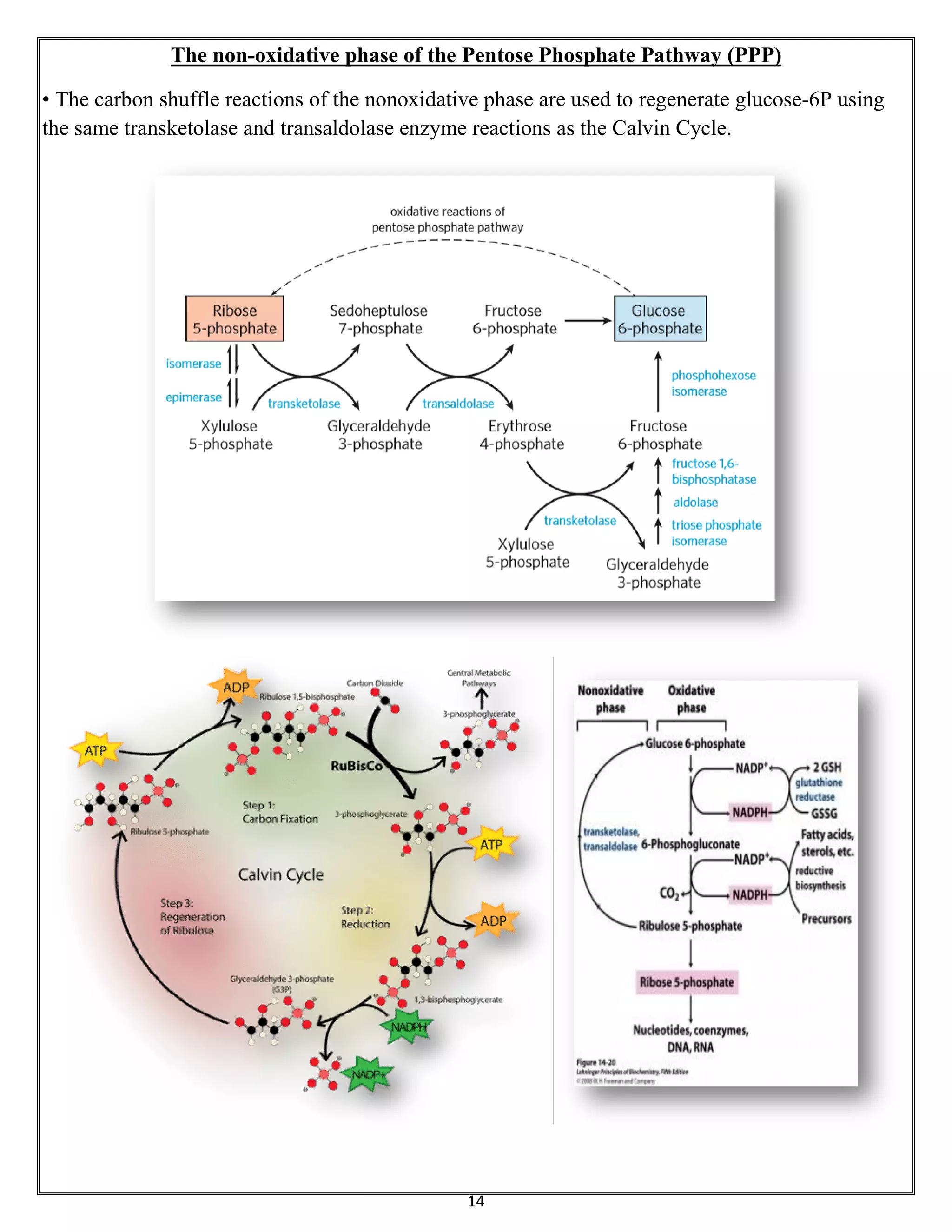 Glycolysis and Gluconeogenesis and PFK-2/FBPase-2 enzyme and Pentose ...