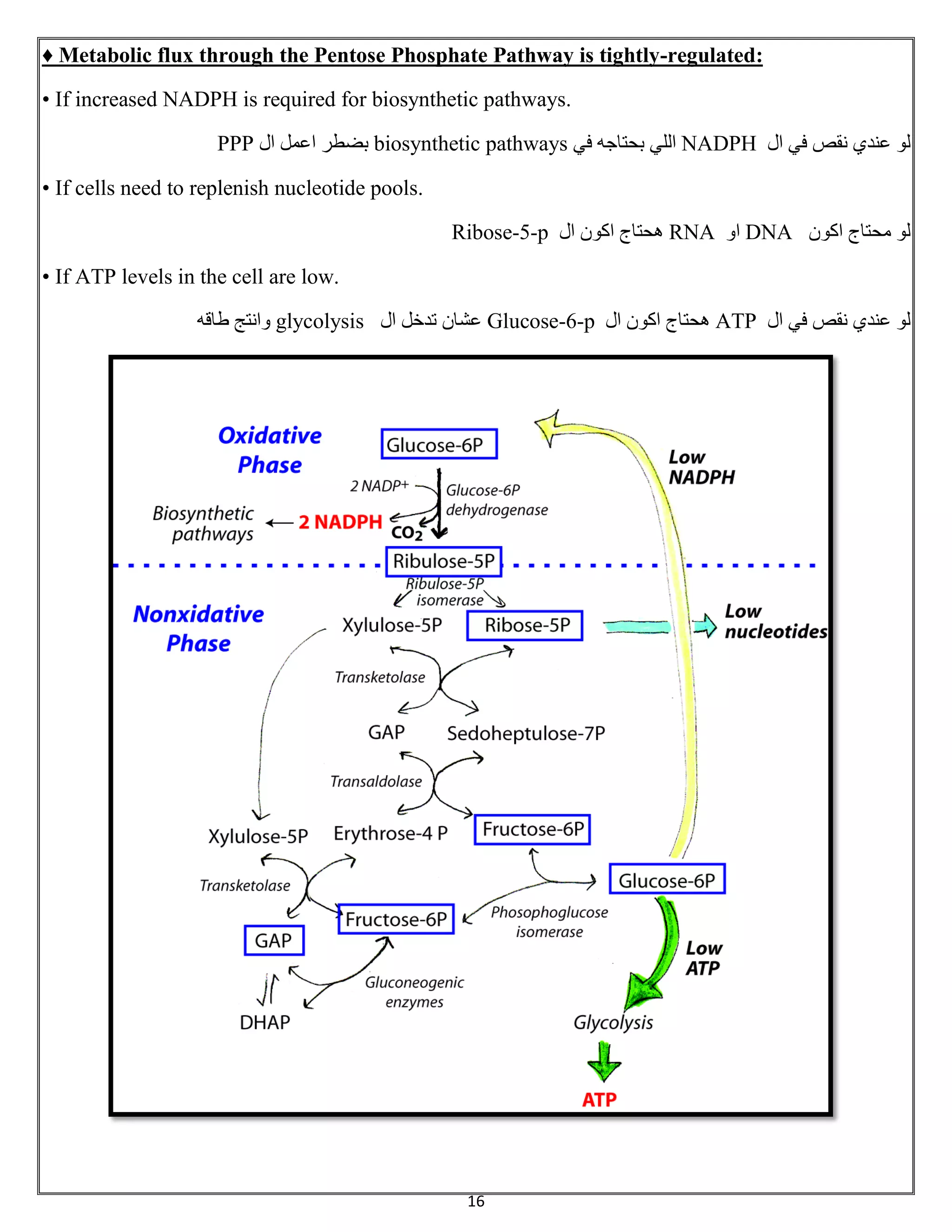 Glycolysis and Gluconeogenesis and PFK-2/FBPase-2 enzyme and Pentose ...