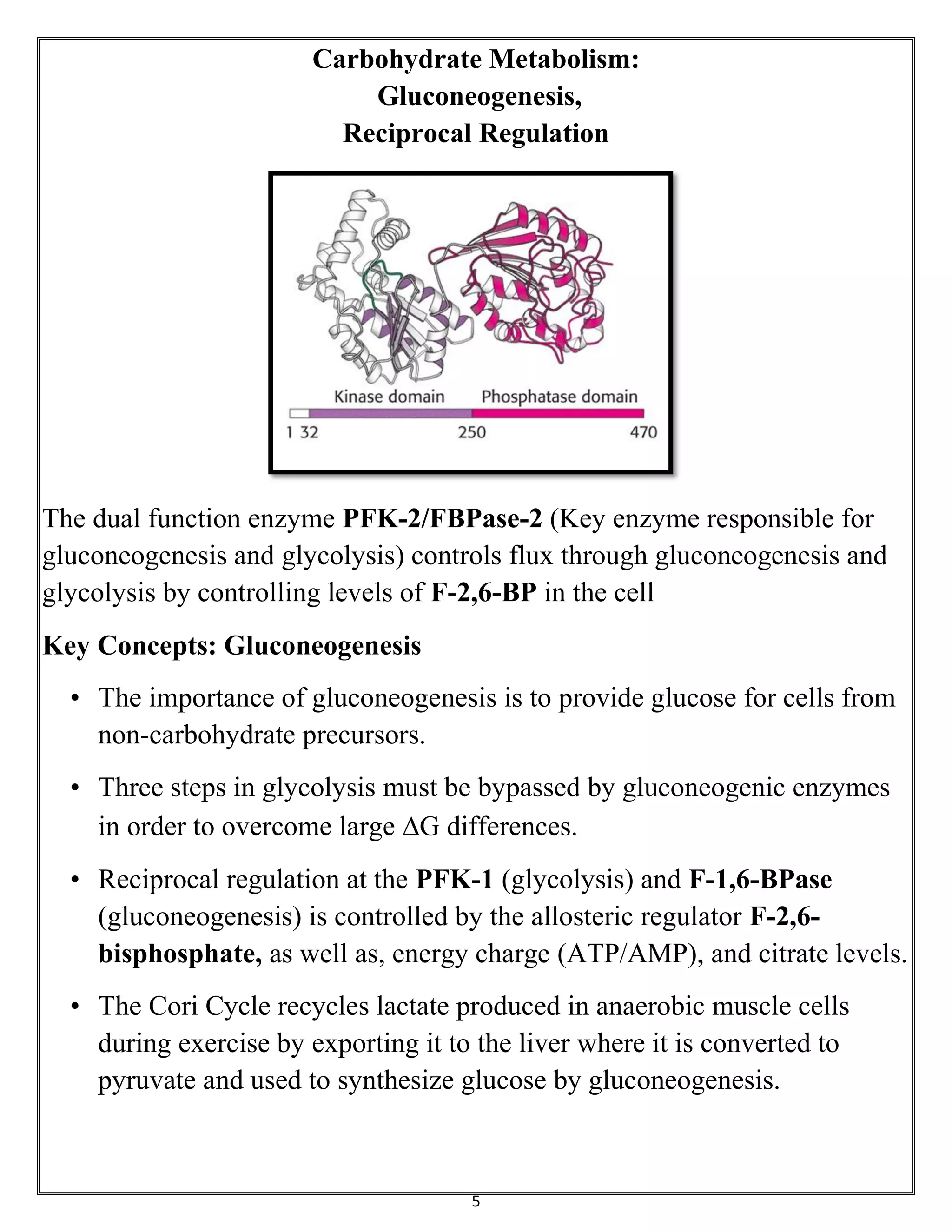 Glycolysis and Gluconeogenesis and PFK-2/FBPase-2 enzyme and Pentose ...