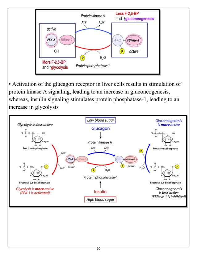 Glycolysis and Gluconeogenesis and PFK-2/FBPase-2 enzyme and Pentose ...
