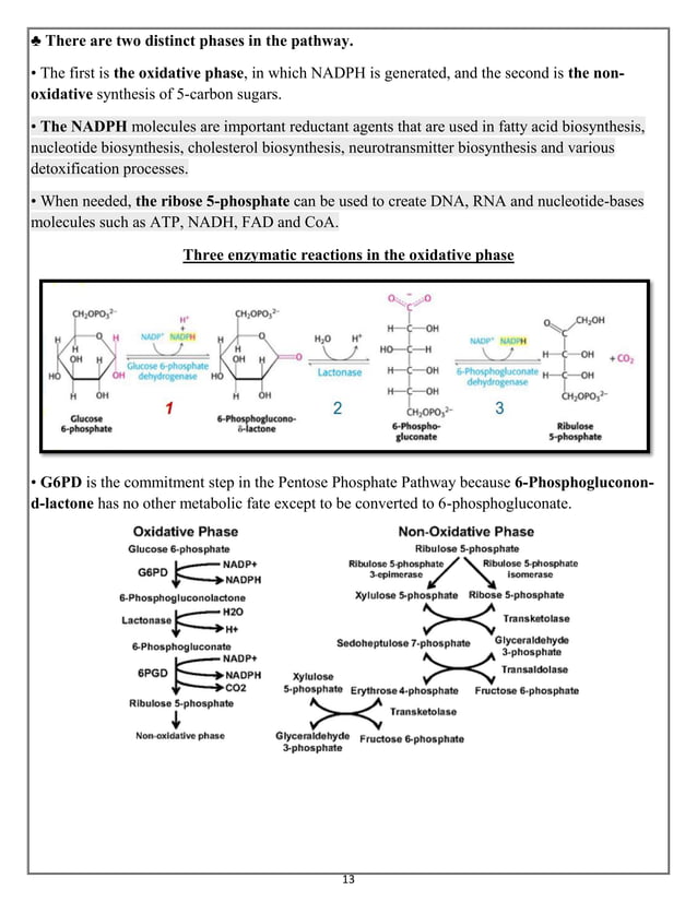Glycolysis and Gluconeogenesis and PFK-2/FBPase-2 enzyme and Pentose ...