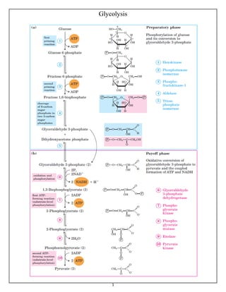 Glycolysis And Gluconeogenesis Comparison