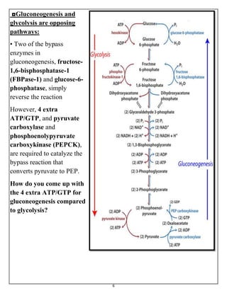 Simple Gluconeogenesis Pathway