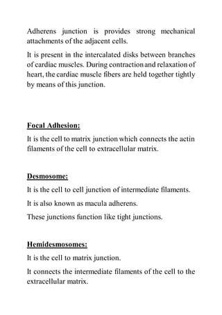 cell_junctions | DOCX