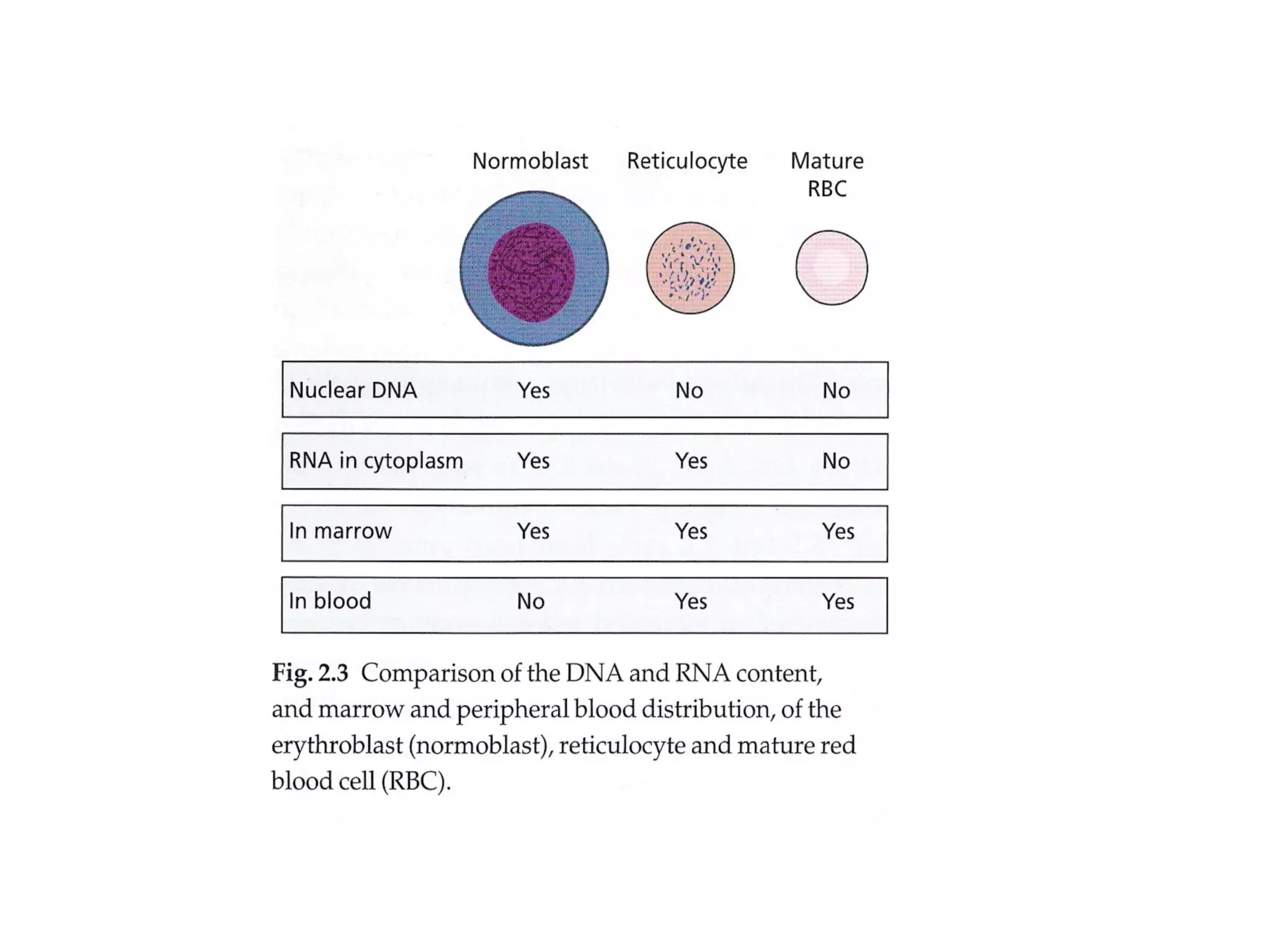 Lec 2 erythropoesis & rbc senescence | PPT