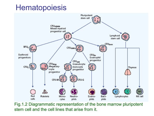 Lec 2 erythropoesis & rbc senescence | PPT | Blood Disorders | Diseases ...