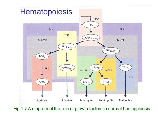 Lec 2 erythropoesis & rbc senescence | PPT | Blood Disorders | Diseases ...