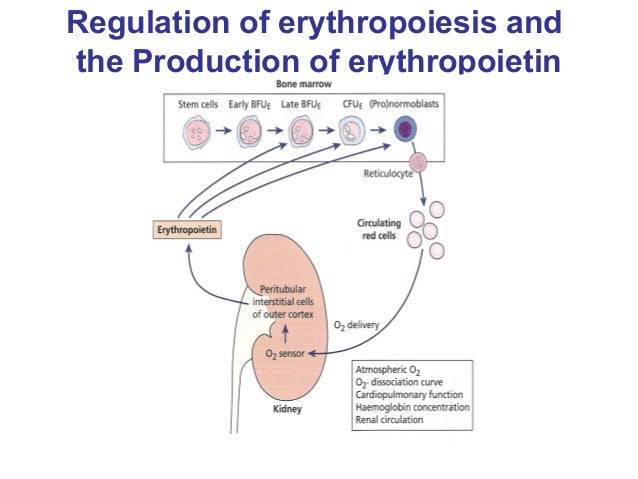 Lec 2 erythropoesis & rbc senescence