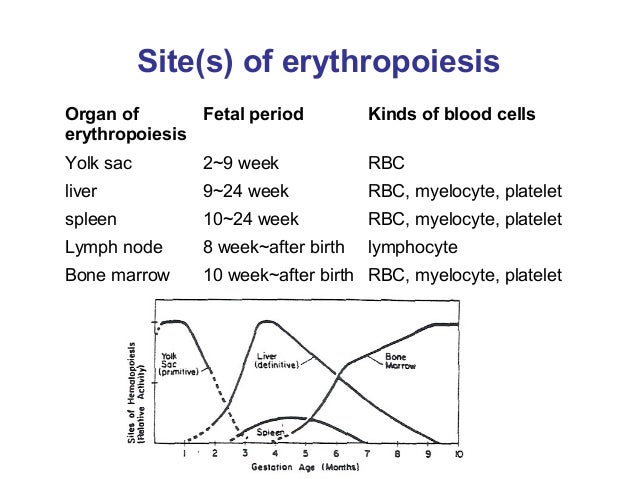 Lec 2 erythropoesis & rbc senescence