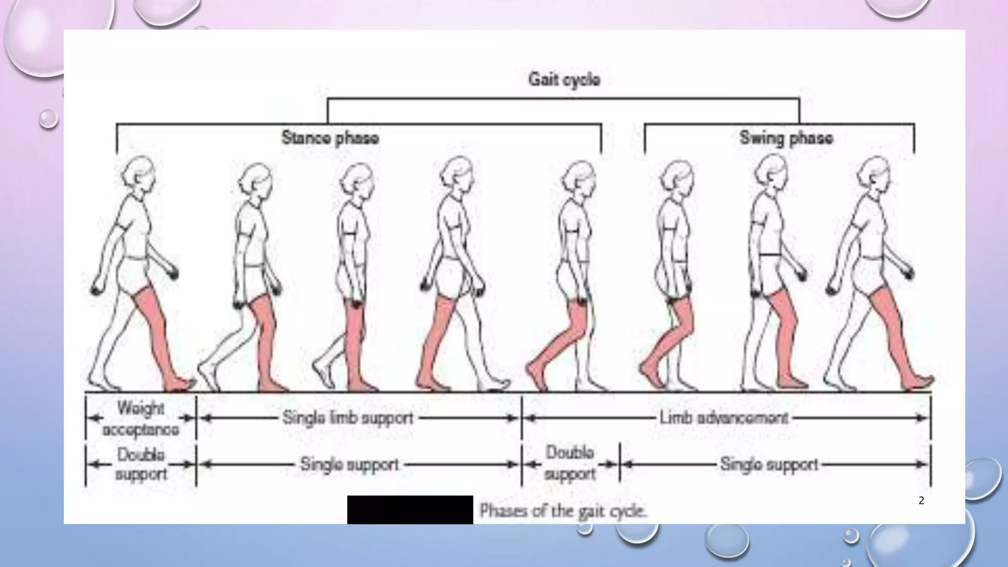 Lec 2 gait cycle | PPT