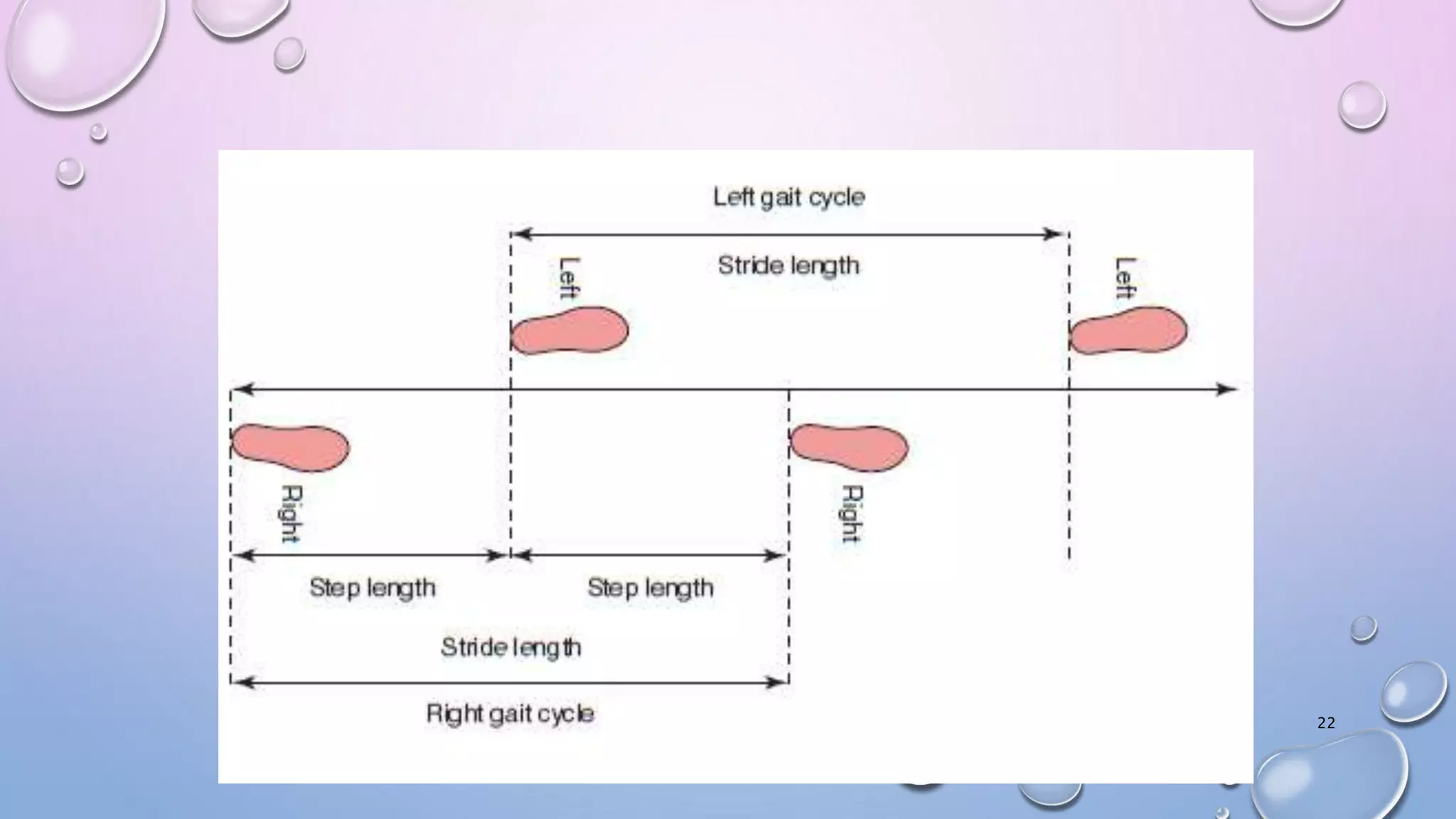 Lec 2 gait cycle | PPT