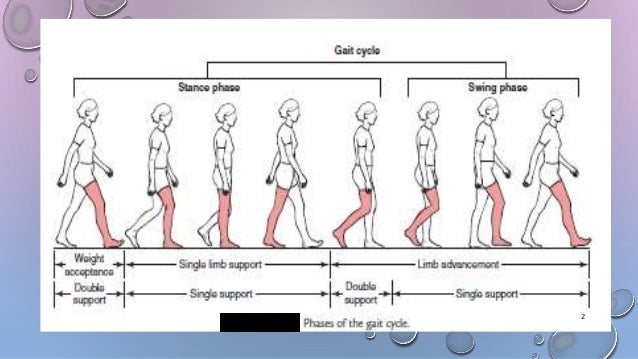 Lec 2 gait cycle