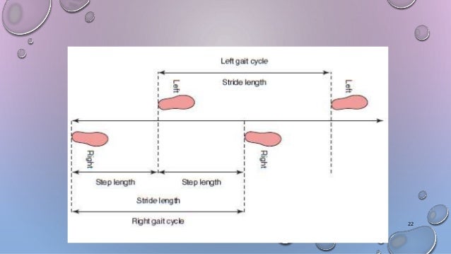 Gait Cycle