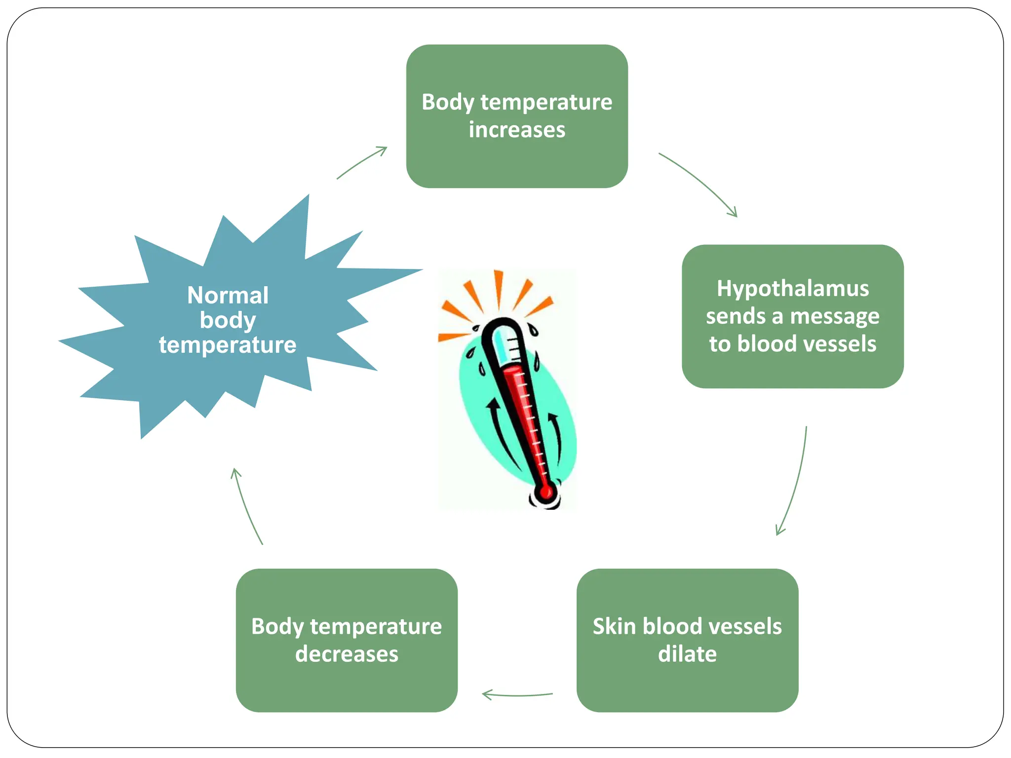 lec 2 Homeostasis and its mechanism with examples | PPTX