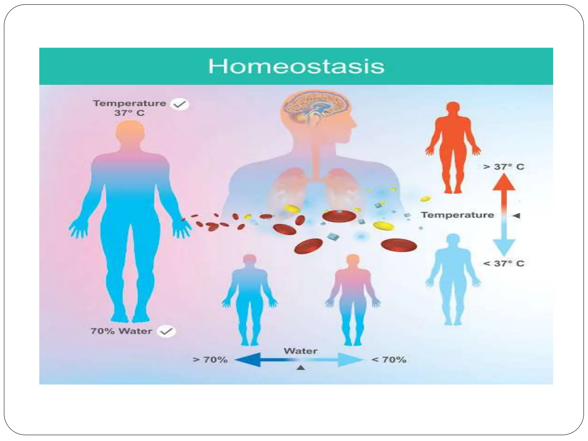 lec 2 Homeostasis and its mechanism with examples | PPTX