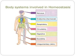 lec 2 Homeostasis and its mechanism with examples | PPTX