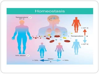 lec 2 Homeostasis and its mechanism with examples | PPTX