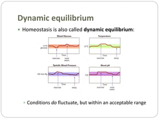 lec 2 Homeostasis and its mechanism with examples | PPTX