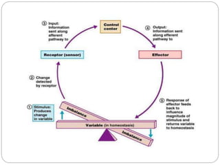 lec 2 Homeostasis and its mechanism with examples | PPTX