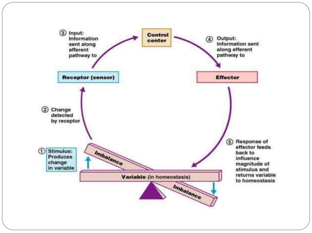 lec 2 Homeostasis and its mechanism with examples | PPT