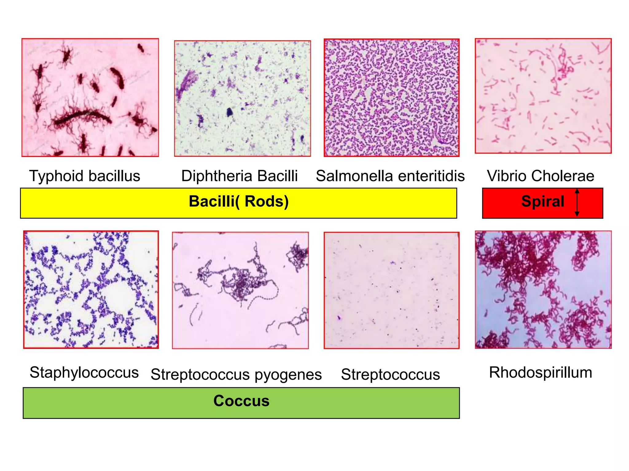 Lec 2 Microbiology (Practic).ppt