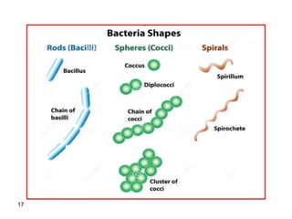 Lec 2 Microbiology (Practic).ppt