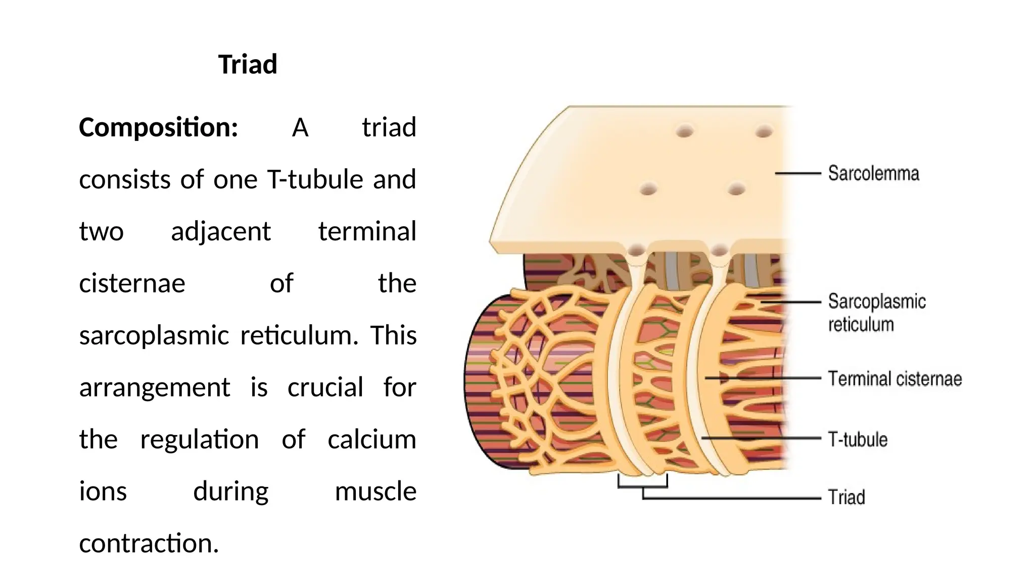 MLT 1st semester lecture no 1 2 Muscle.pptx